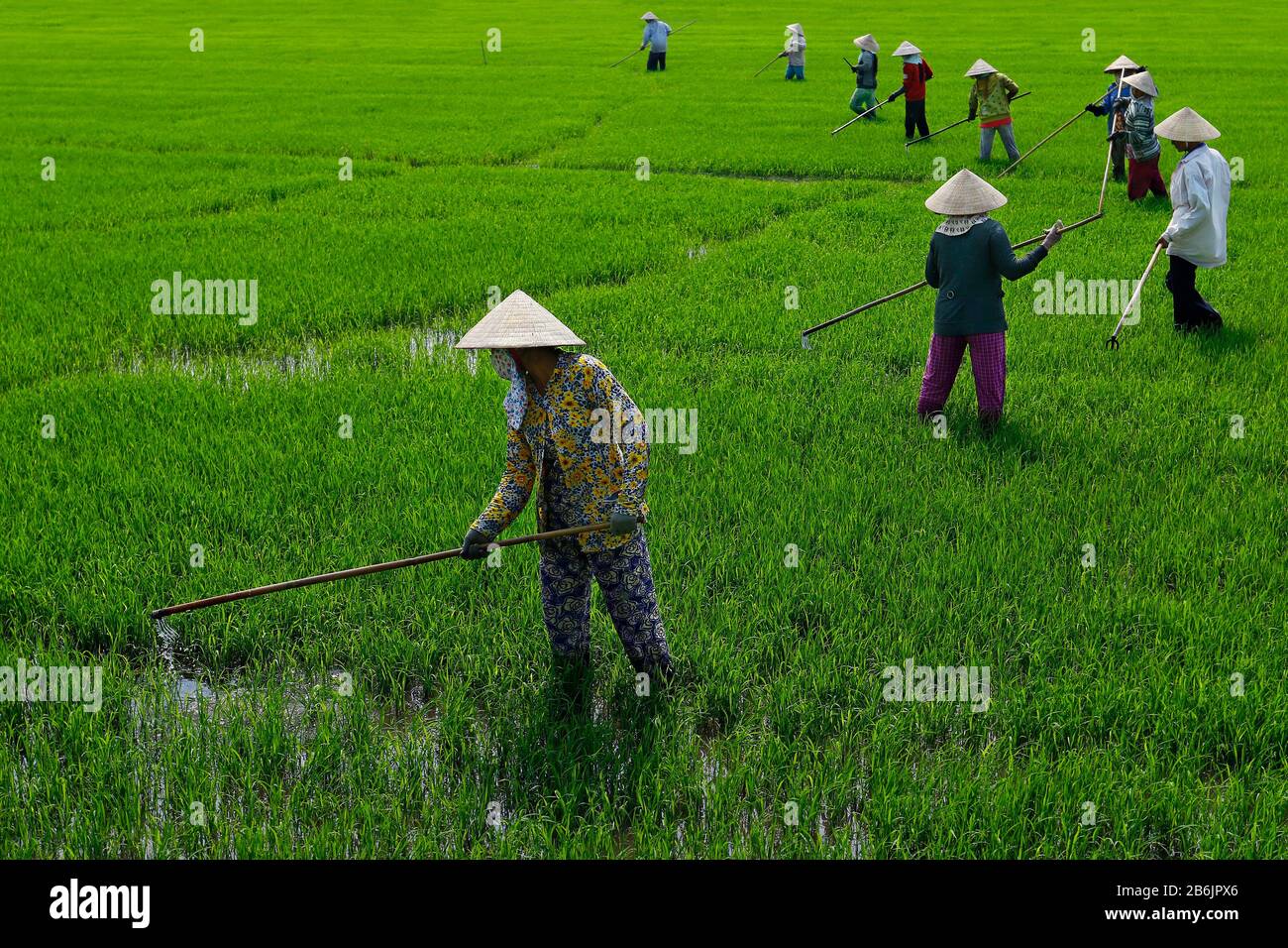 Rice field worker Stock Photo - Alamy
