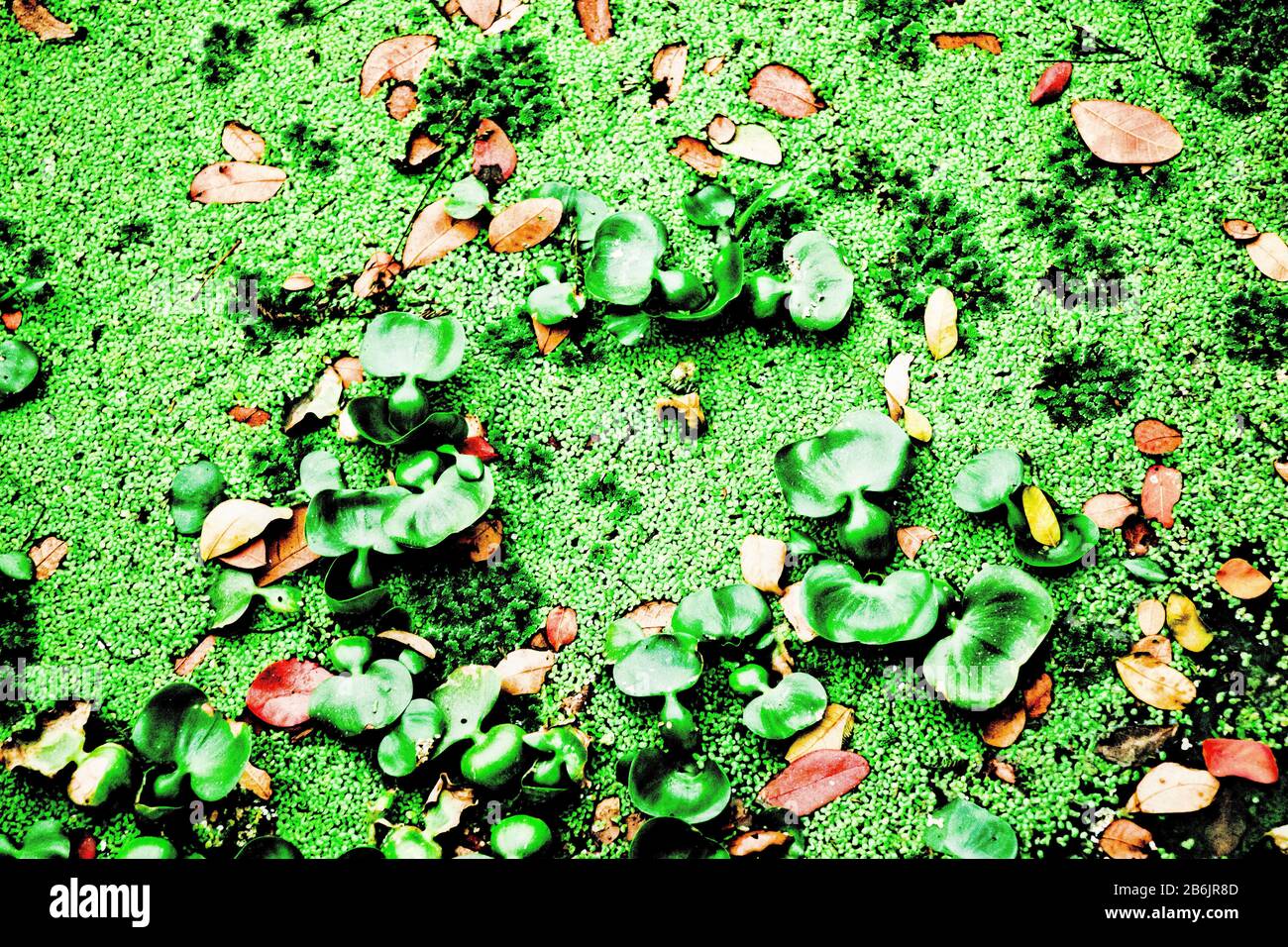 Pond Ecosystem Model