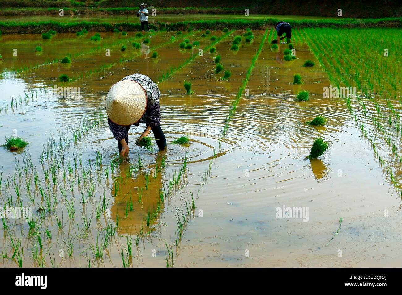 Rice field worker Stock Photo - Alamy