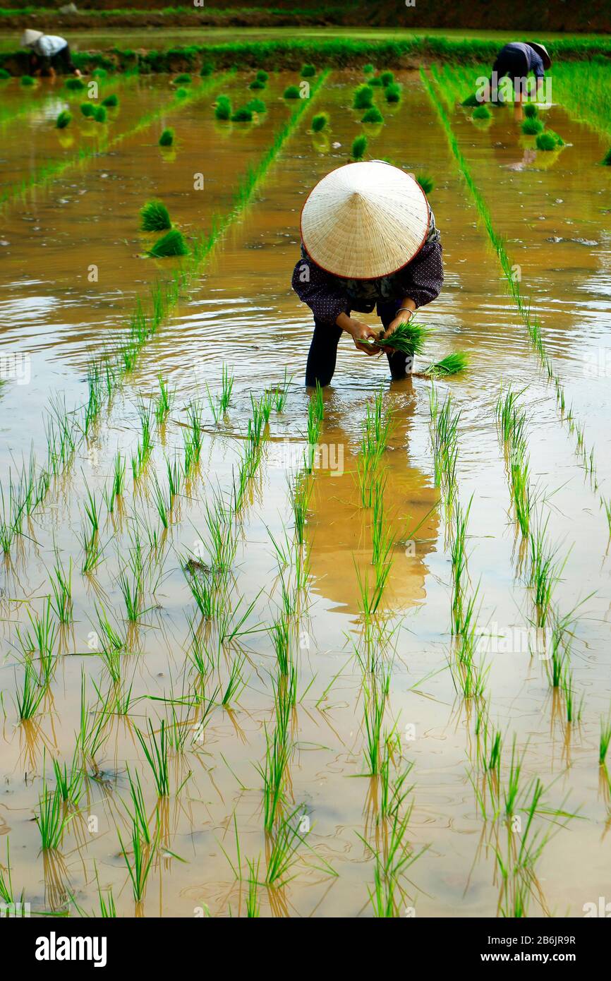 Rice field worker Stock Photo - Alamy