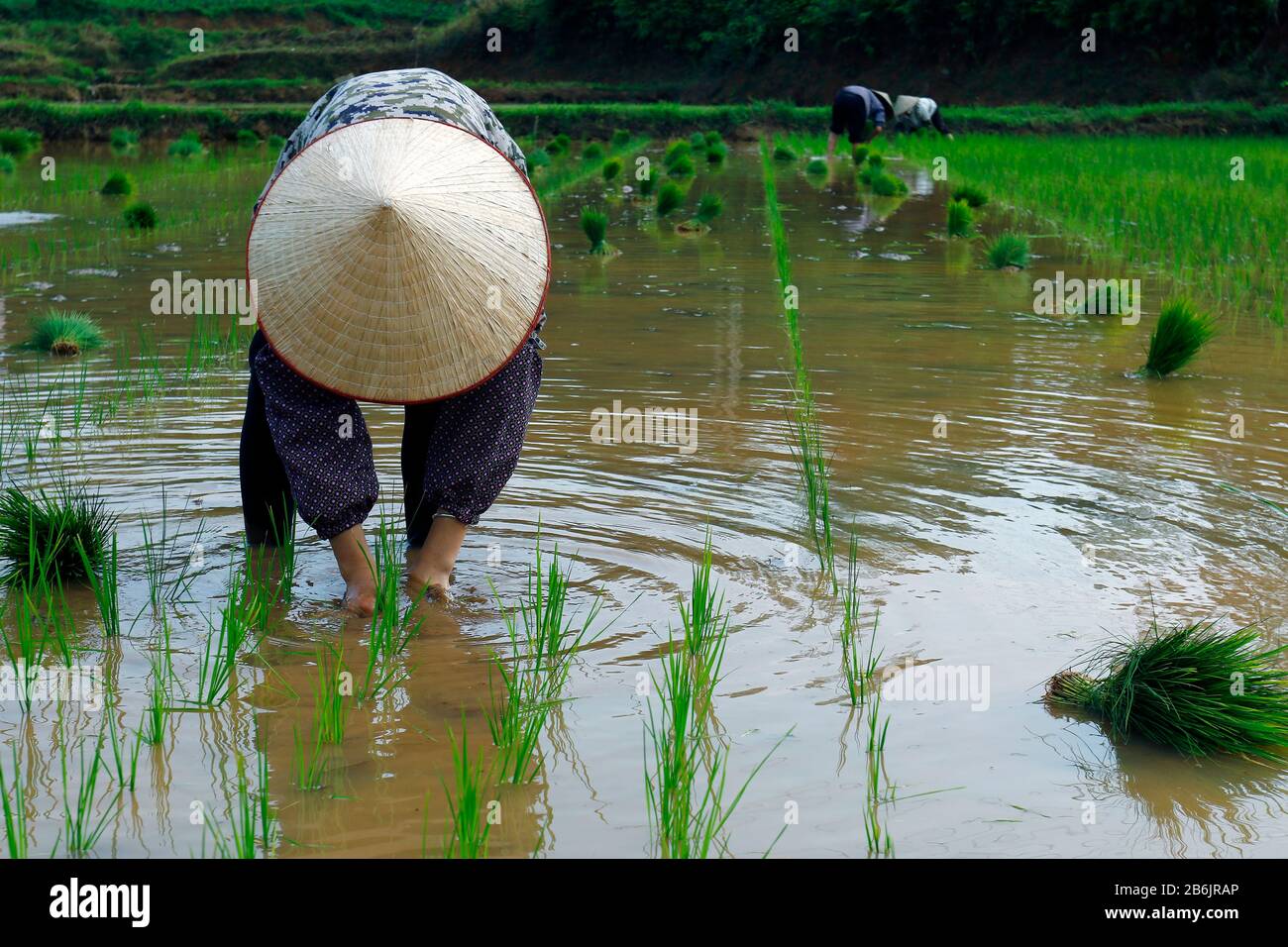 Rice field worker Stock Photo - Alamy