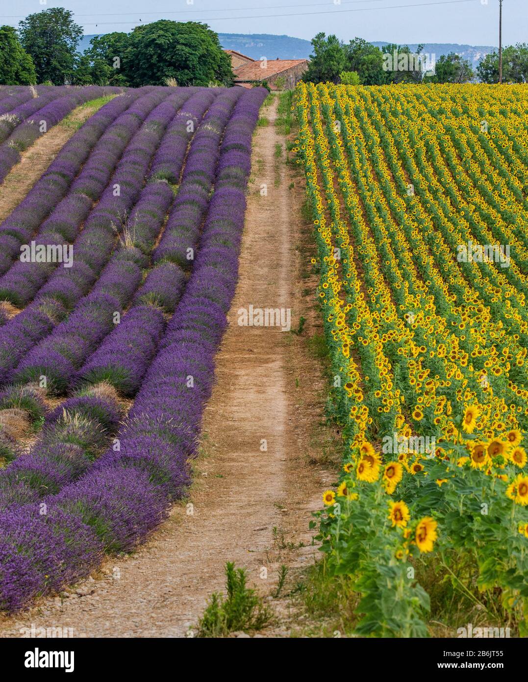 Field with sunflowers and a field with lavender. A beautiful ...