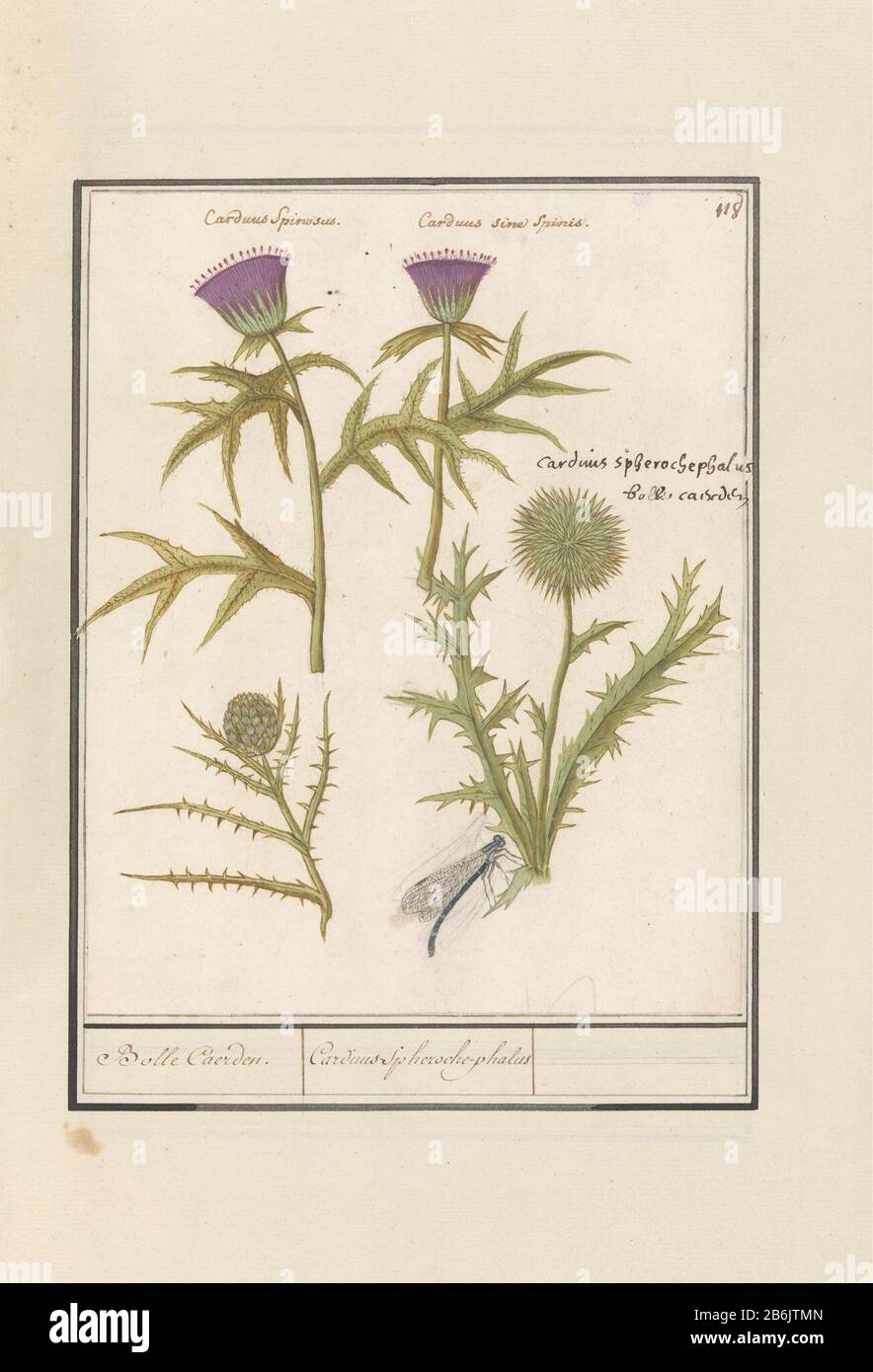 Thistles drawings hi-res stock photography and images - Alamy