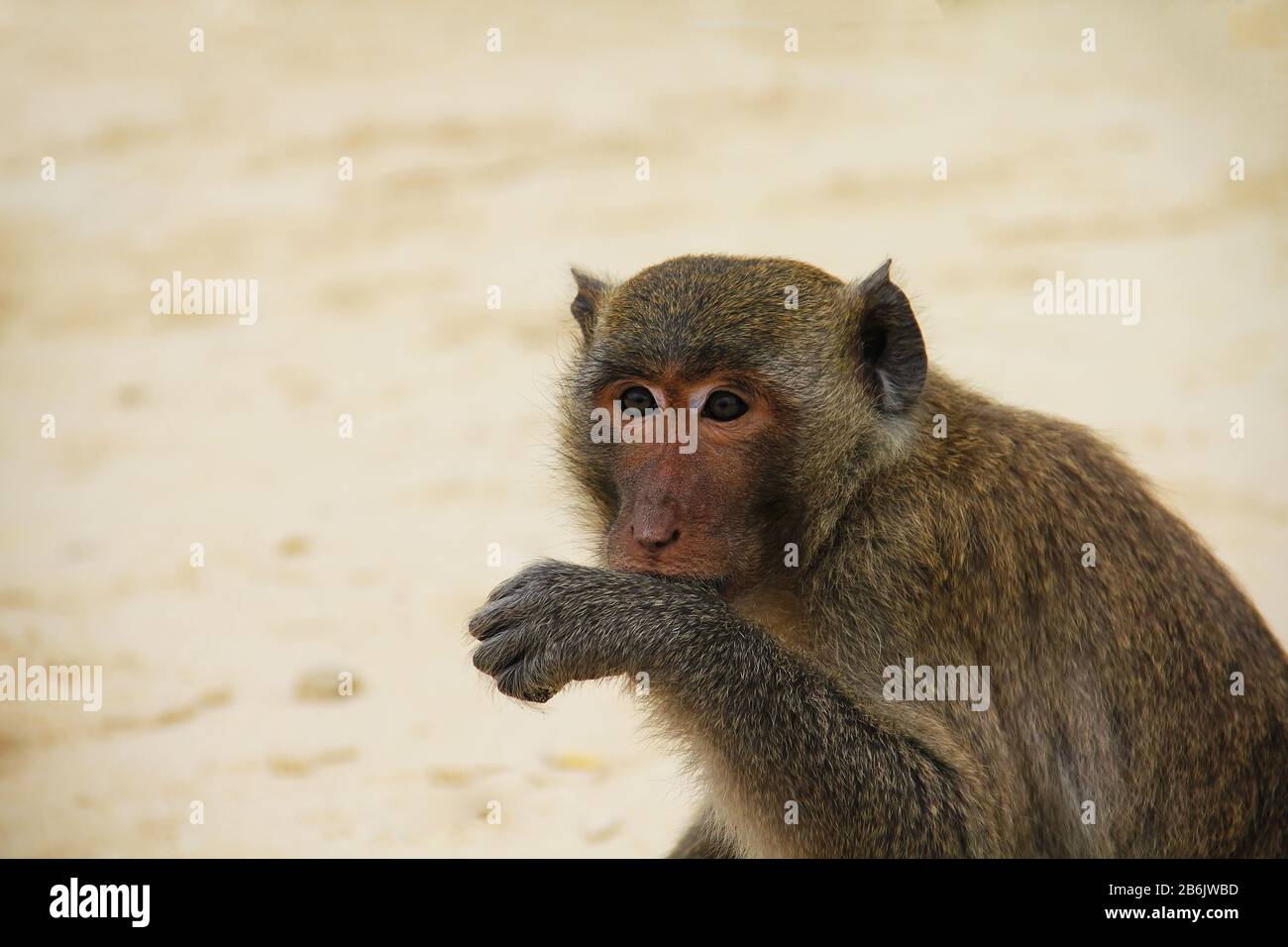Funny monkey in wildlife close up animal portrait photo Stock Photo - Alamy