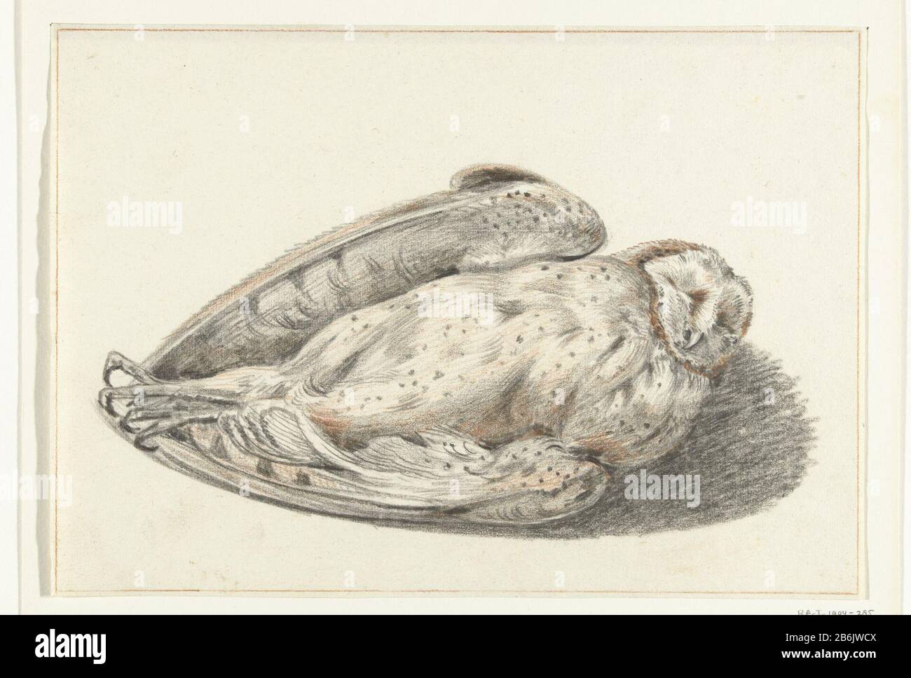 Dode uil Dead uil Object Type : Drawing Object number: RP-T 1904-285 ...