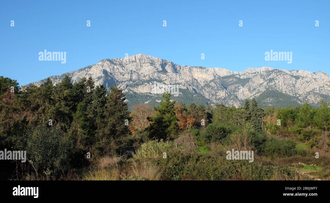 Foothill pines hi-res stock photography and images - Alamy