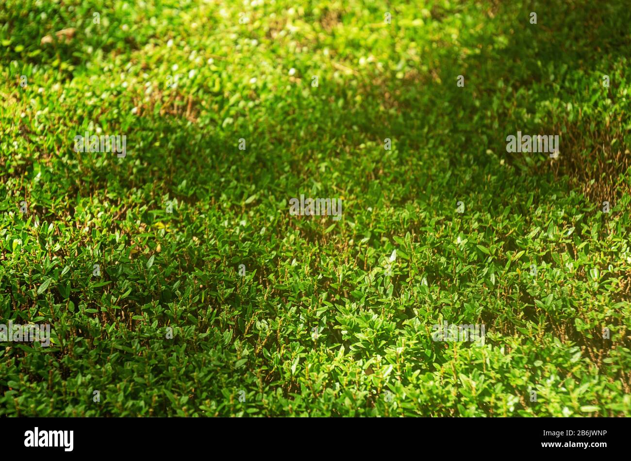 Natural clipped pruned green bush hedge background Stock Photo - Alamy