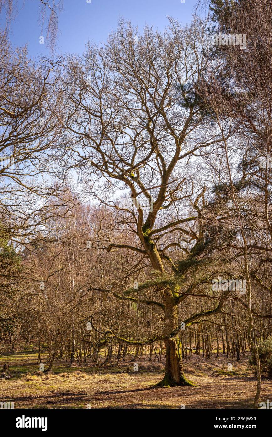 Birch Saplings High Resolution Stock Photography and Images - Alamy