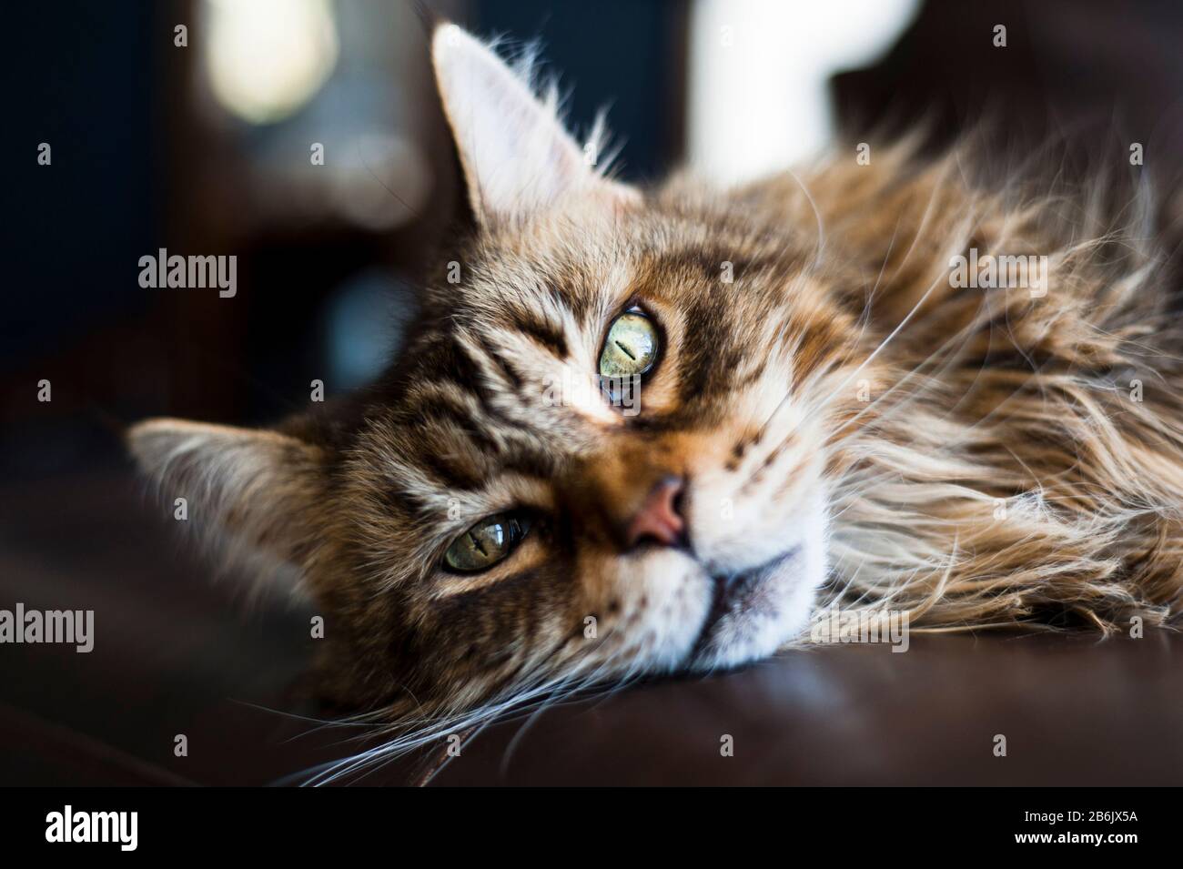 Maine Coone cat face looking into the camera. The Maine Coon is the ...