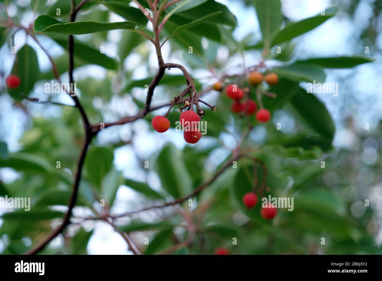 Branches of a Mediterranean strawberry-tree with red round fruits in ...