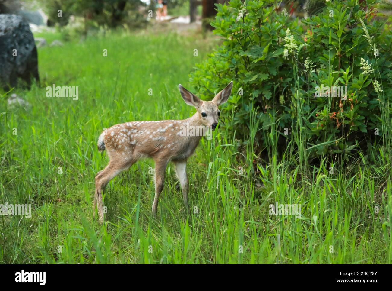 A white-tailed deer doe family in an open green grass meadow in summer ...