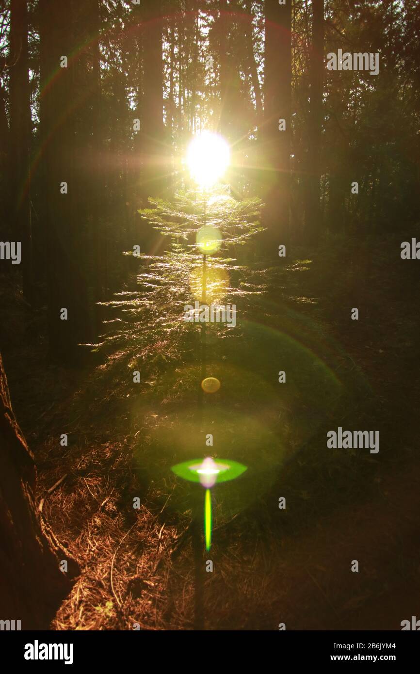 Flares through tree hi-res stock photography and images - Alamy