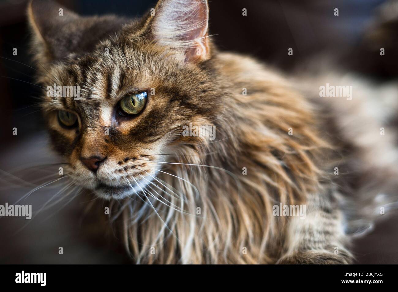 Angry Maine Coone cat Stock Photo - Alamy