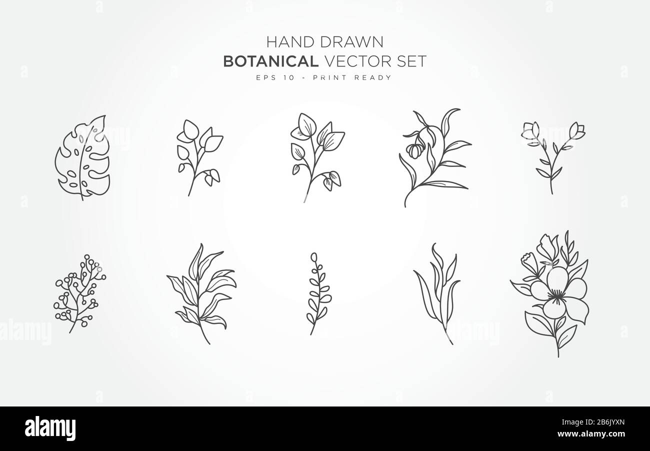 Botanical monoline elements vector set with transparent color ...