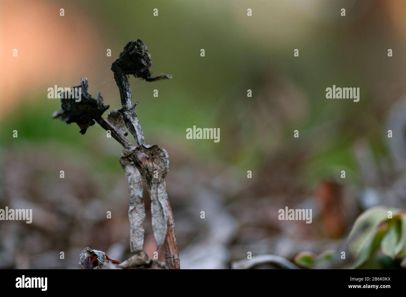 Dead Daisy High Resolution Stock Photography and Images - Alamy