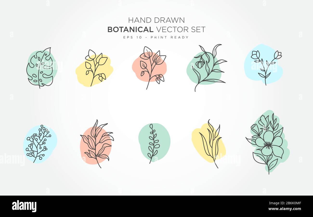 Botanical monoline elements vector set with pastel color background ...