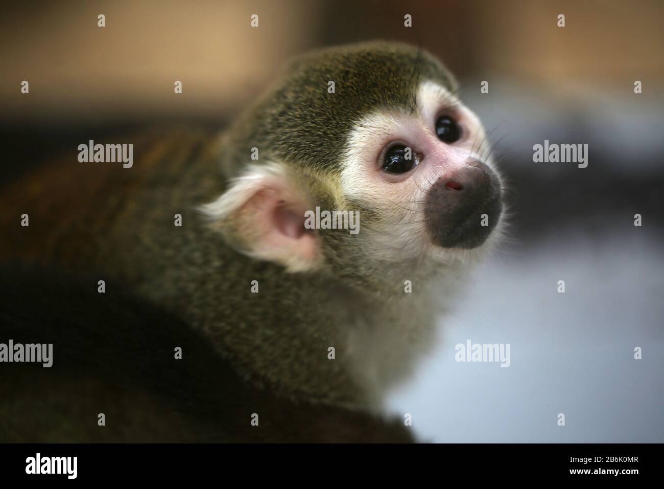 Male squirrel monkeys hi-res stock photography and images - Alamy