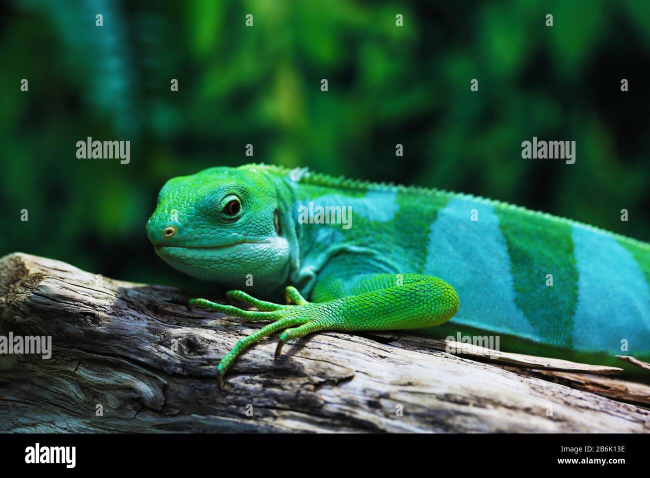 Bright animal hi-res stock photography and images - Alamy