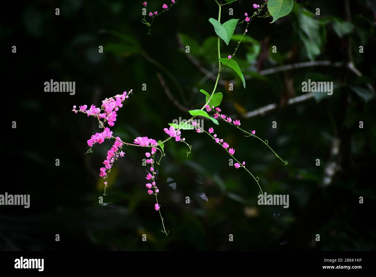 No one can hi-res stock photography and images - Alamy