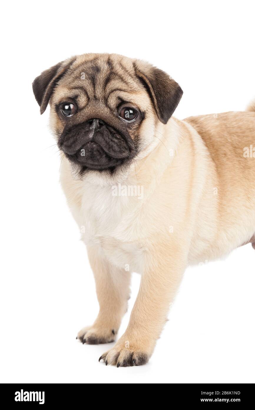 Pug dog isolated on a white background creative photo Stock Photo - Alamy