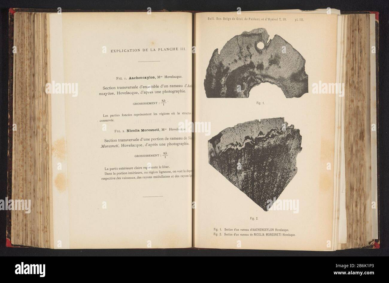 Cross-sections of fossilized bones of a aachenosaurus Cross sections of ...