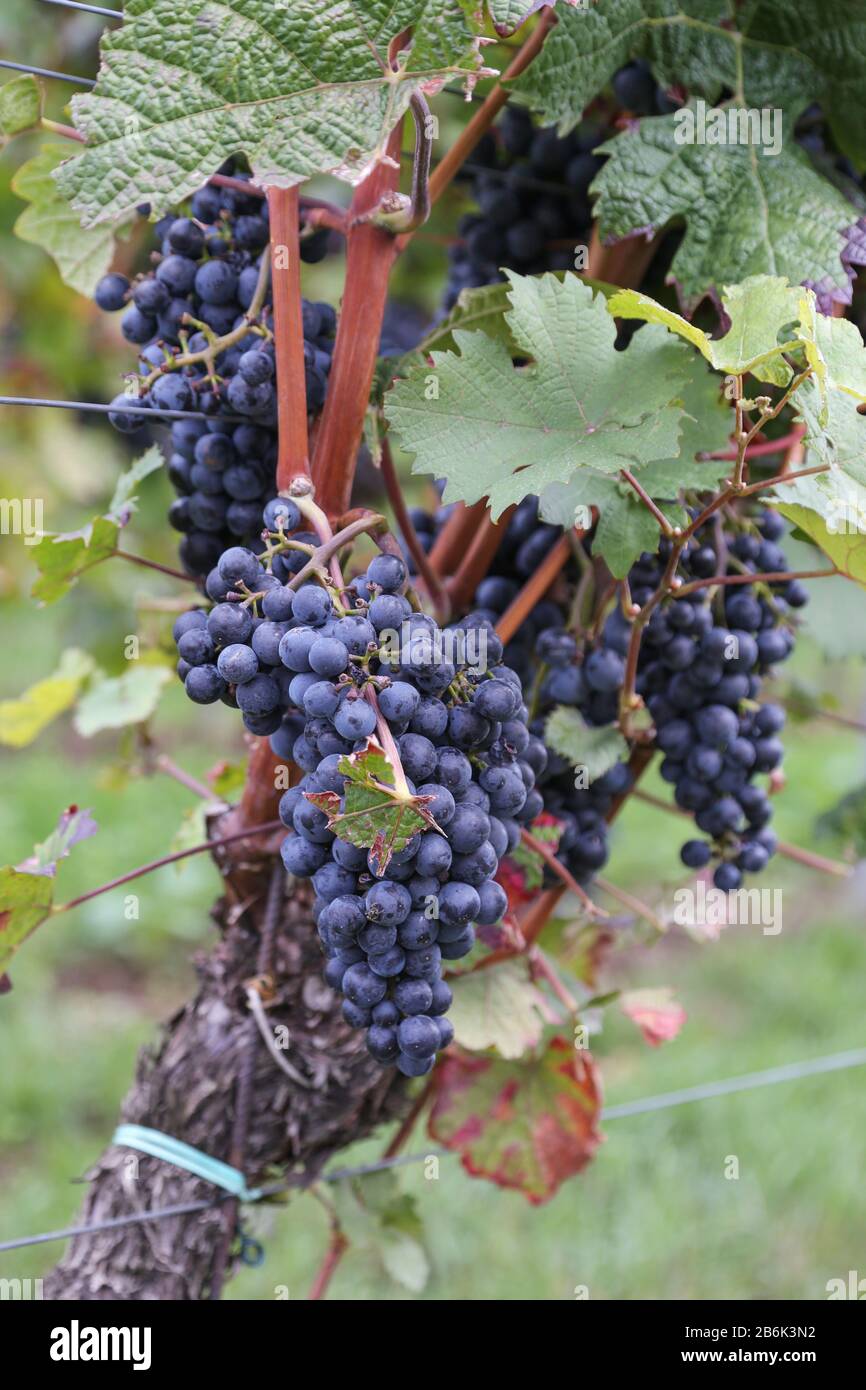 Weintrauben an der Rebe, Rheinland-Pfalz, Germany Stock Photo - Alamy