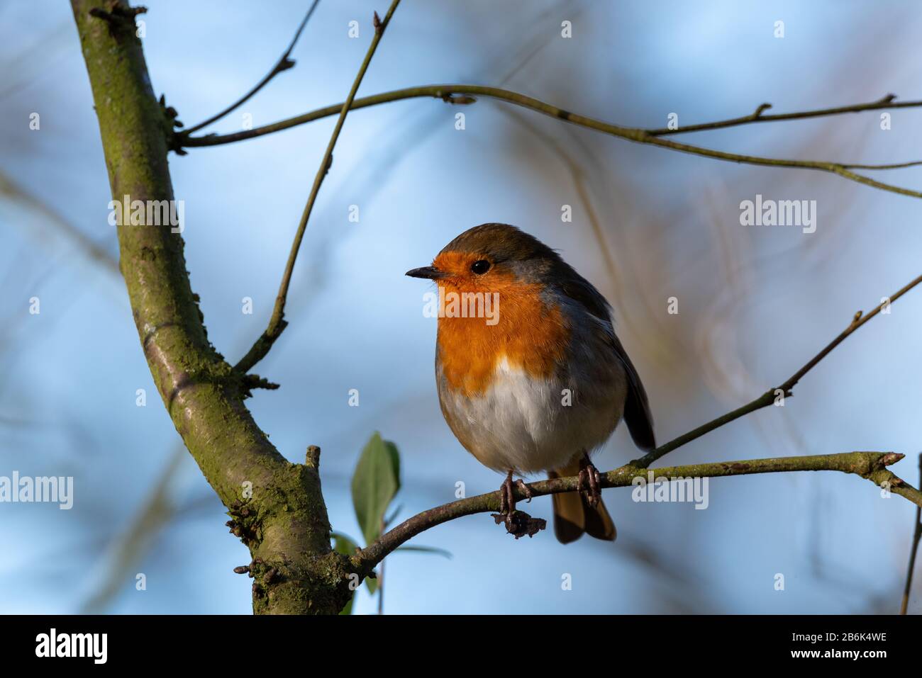 European Robin redbreast, Erithacus rubecula in a natural UK woodland ...