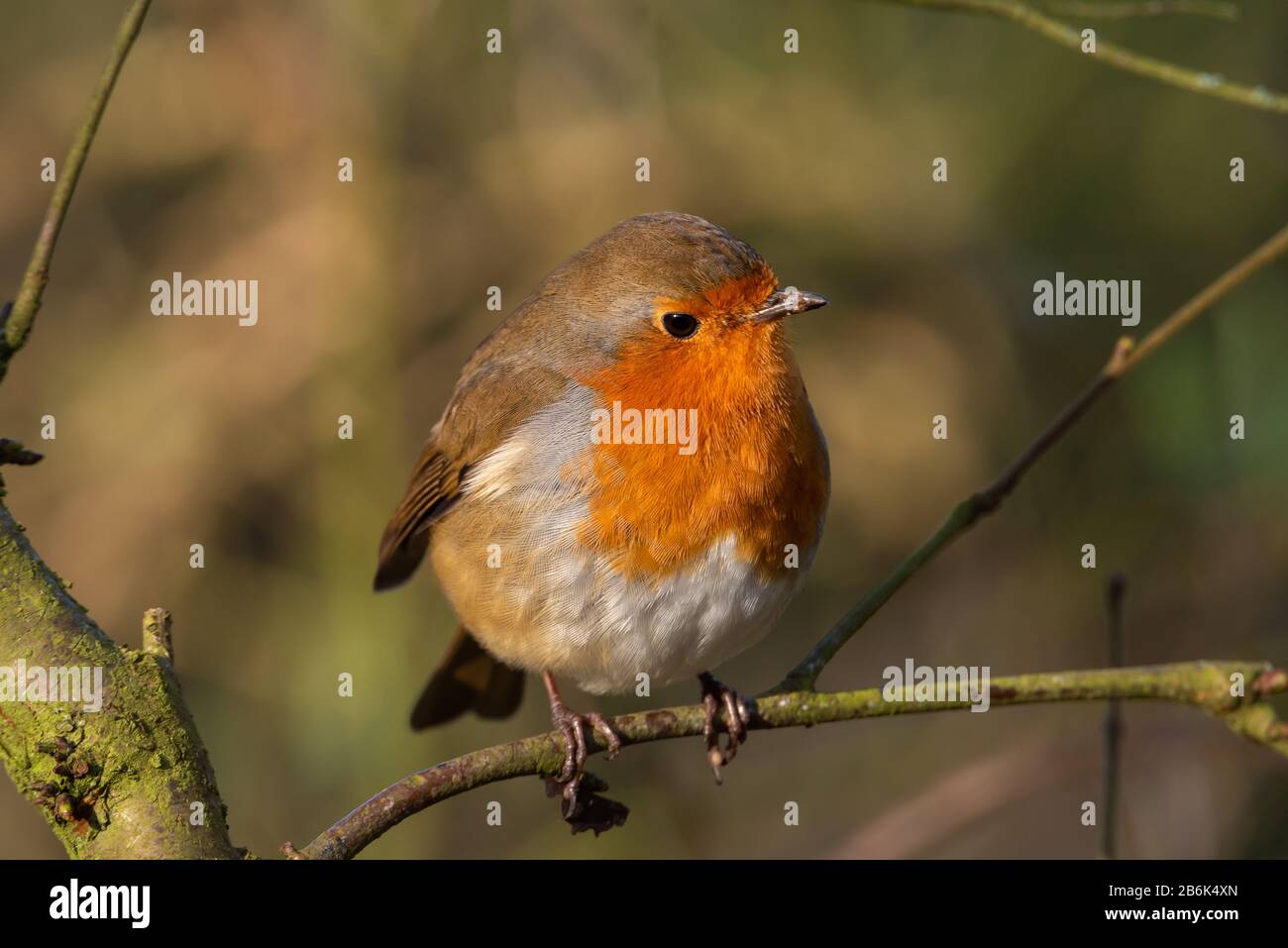 European Robin redbreast, Erithacus rubecula in a natural UK woodland ...