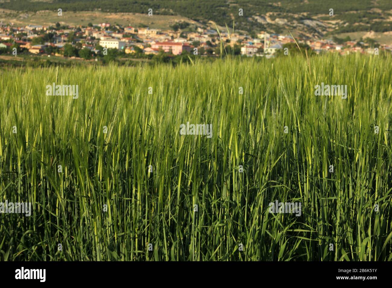 Wheat Field and Village Turkey Stock Photo - Alamy