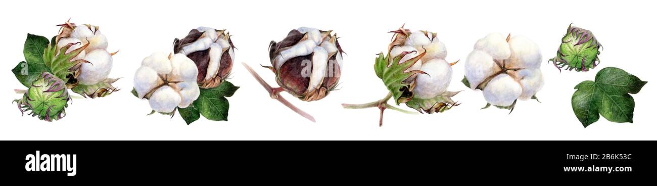 Cotton composition watercolor isolated on white background Stock Photo ...