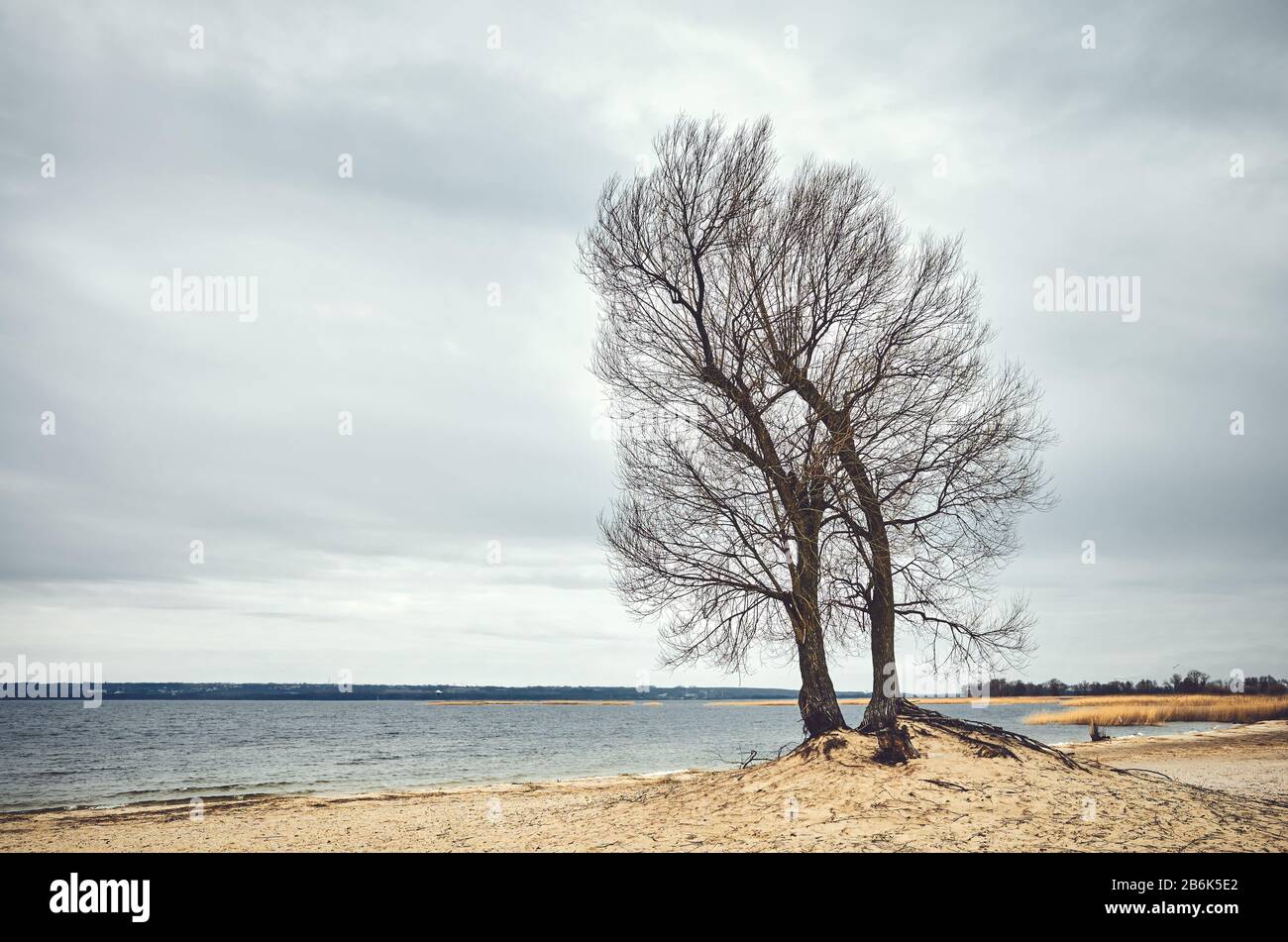 Twin tree on a beach, color toning applied Stock Photo - Alamy