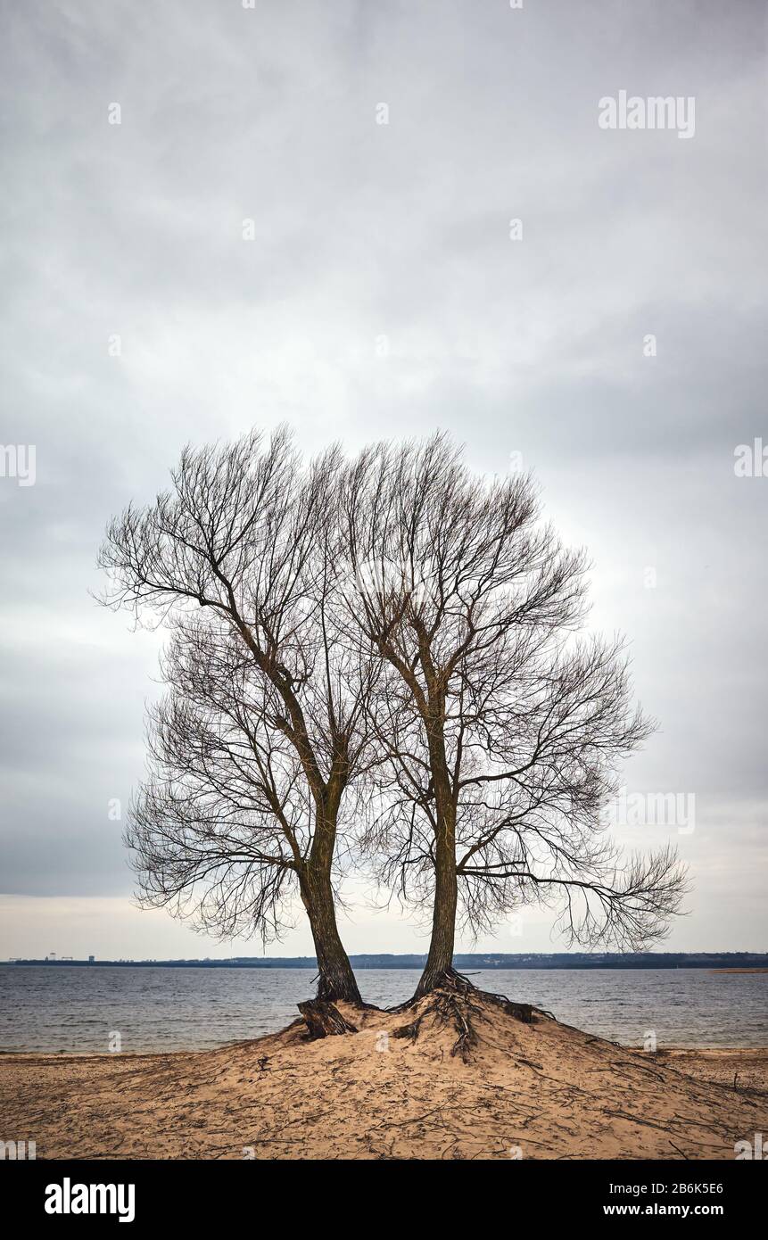 Twin tree on a beach, color toning applied Stock Photo - Alamy