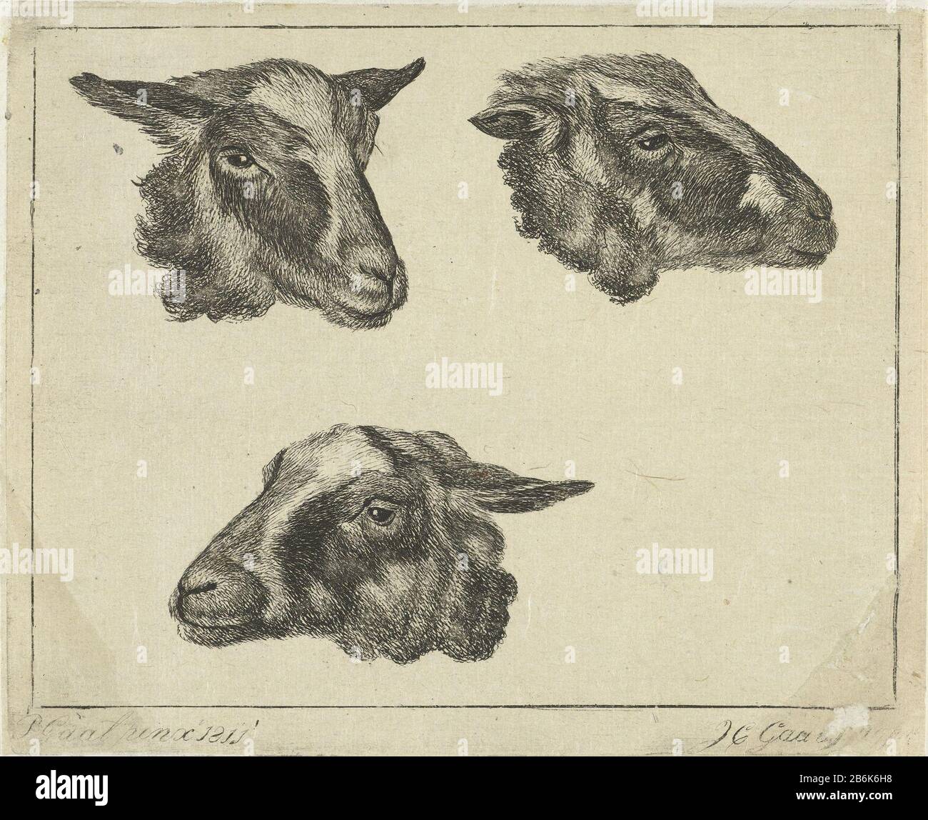 Three goat heads hi-res stock photography and images - Alamy