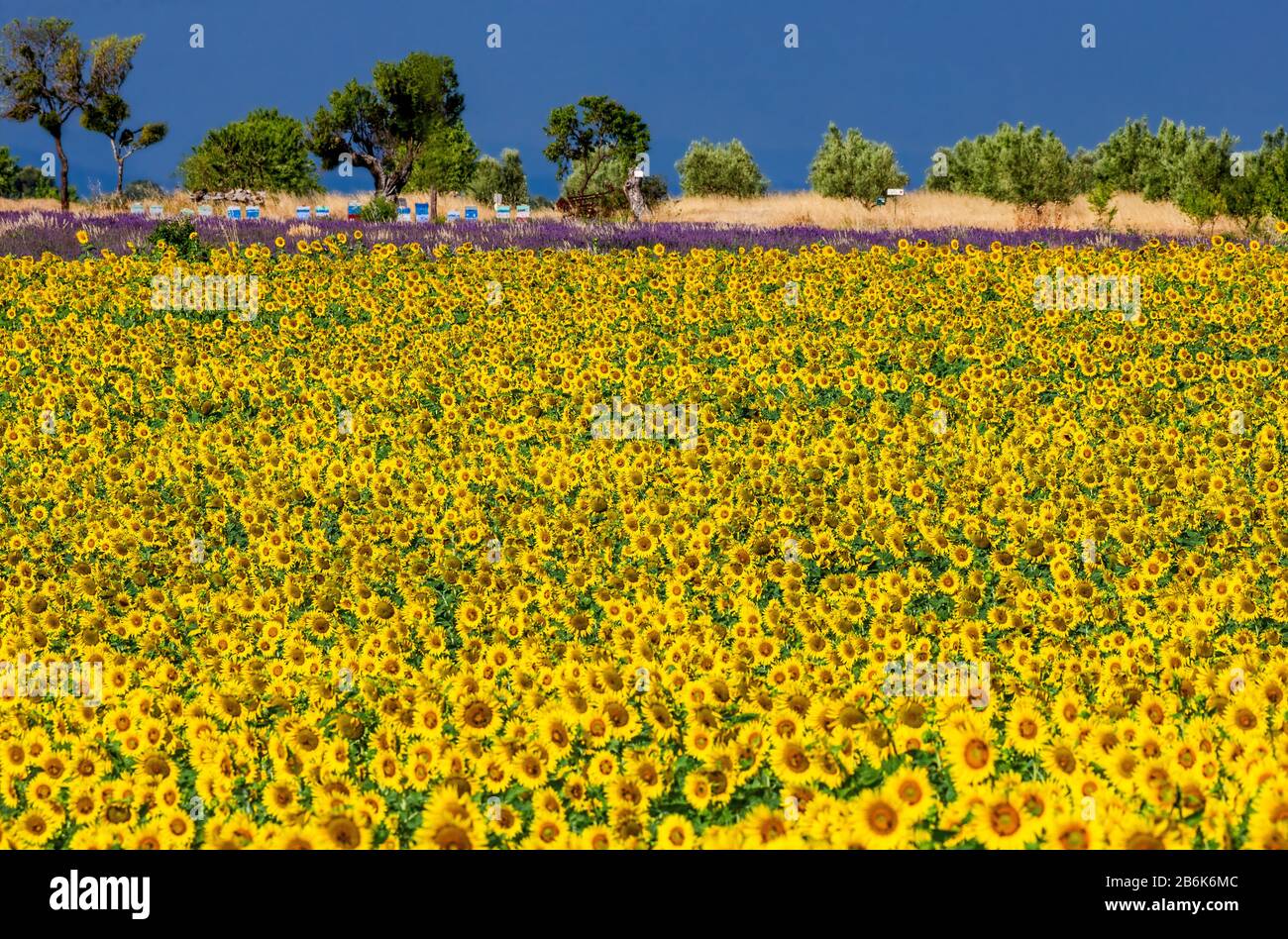 Beautiful field with sunflowers. France. Provence. Valensole Stock ...