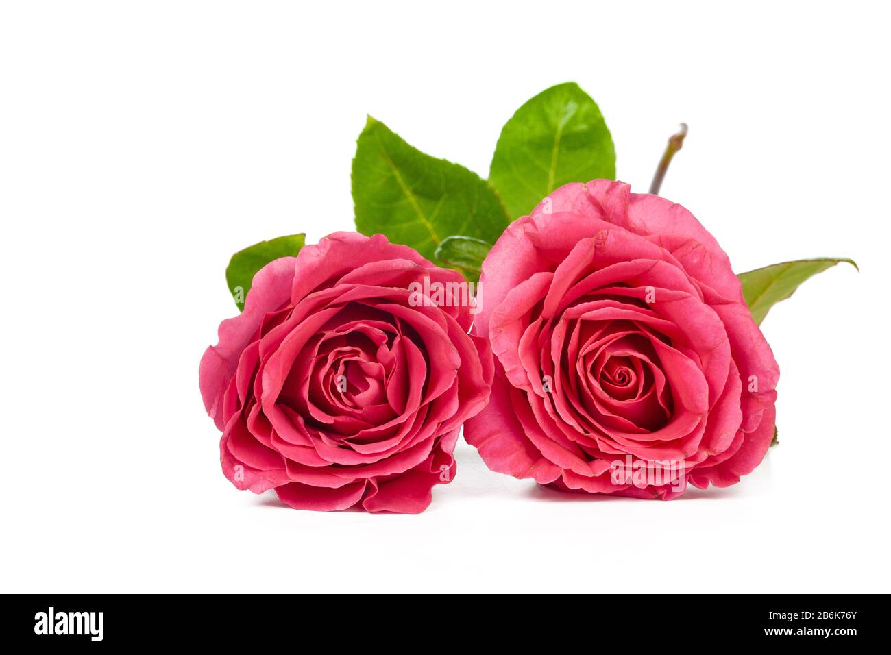 red rose with green leaves isolated on white background Stock Photo - Alamy