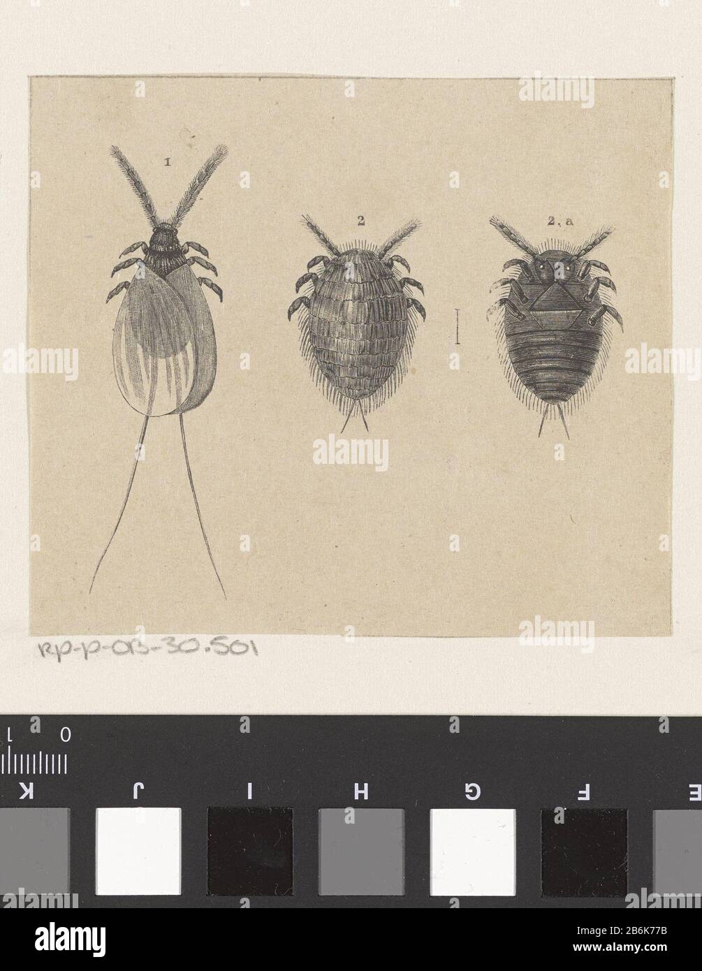 Three insects, probably Cochenilleluizen Drie insecten Stock Photo - Alamy