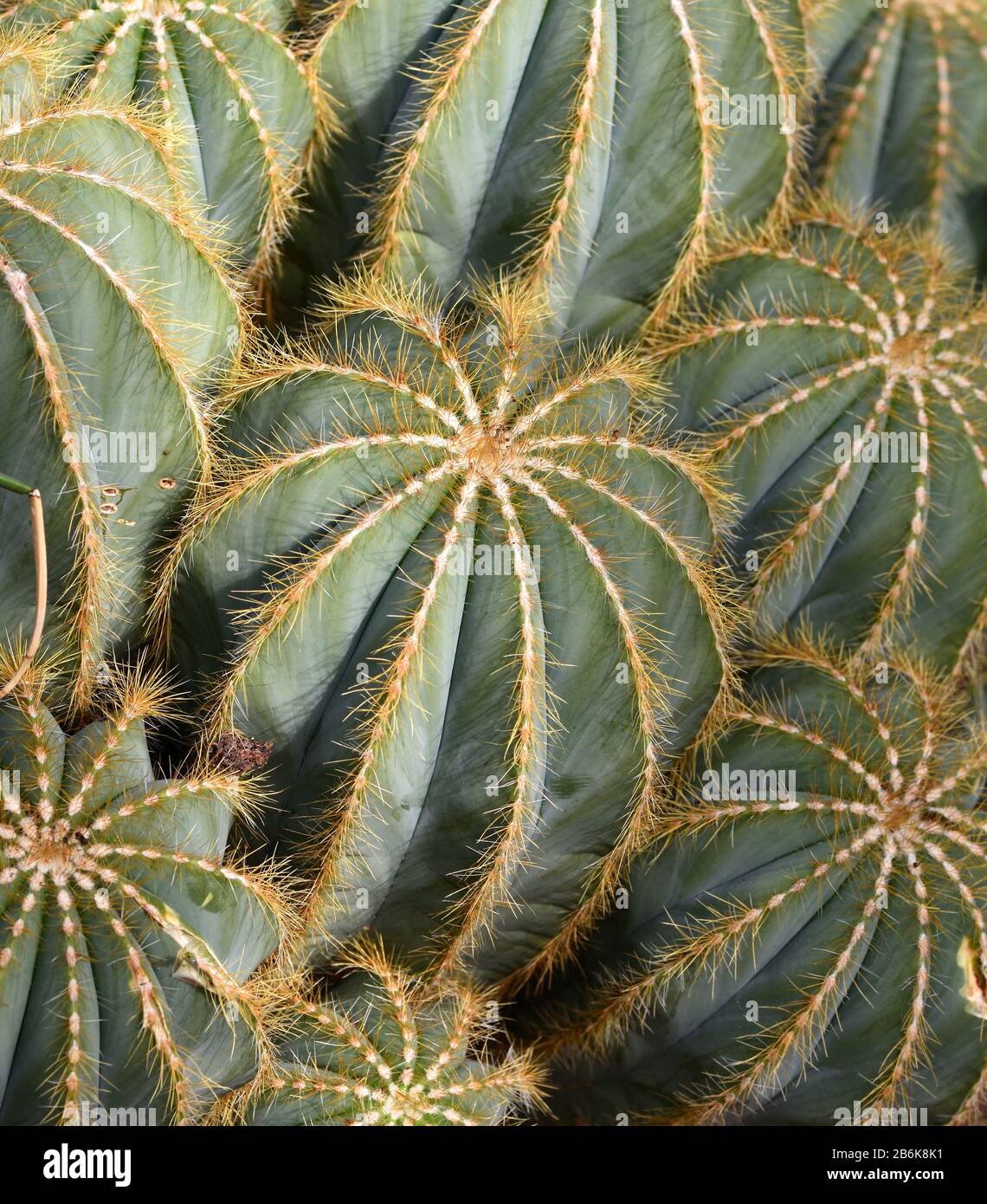 The Ball Cactus Stock Photo - Alamy