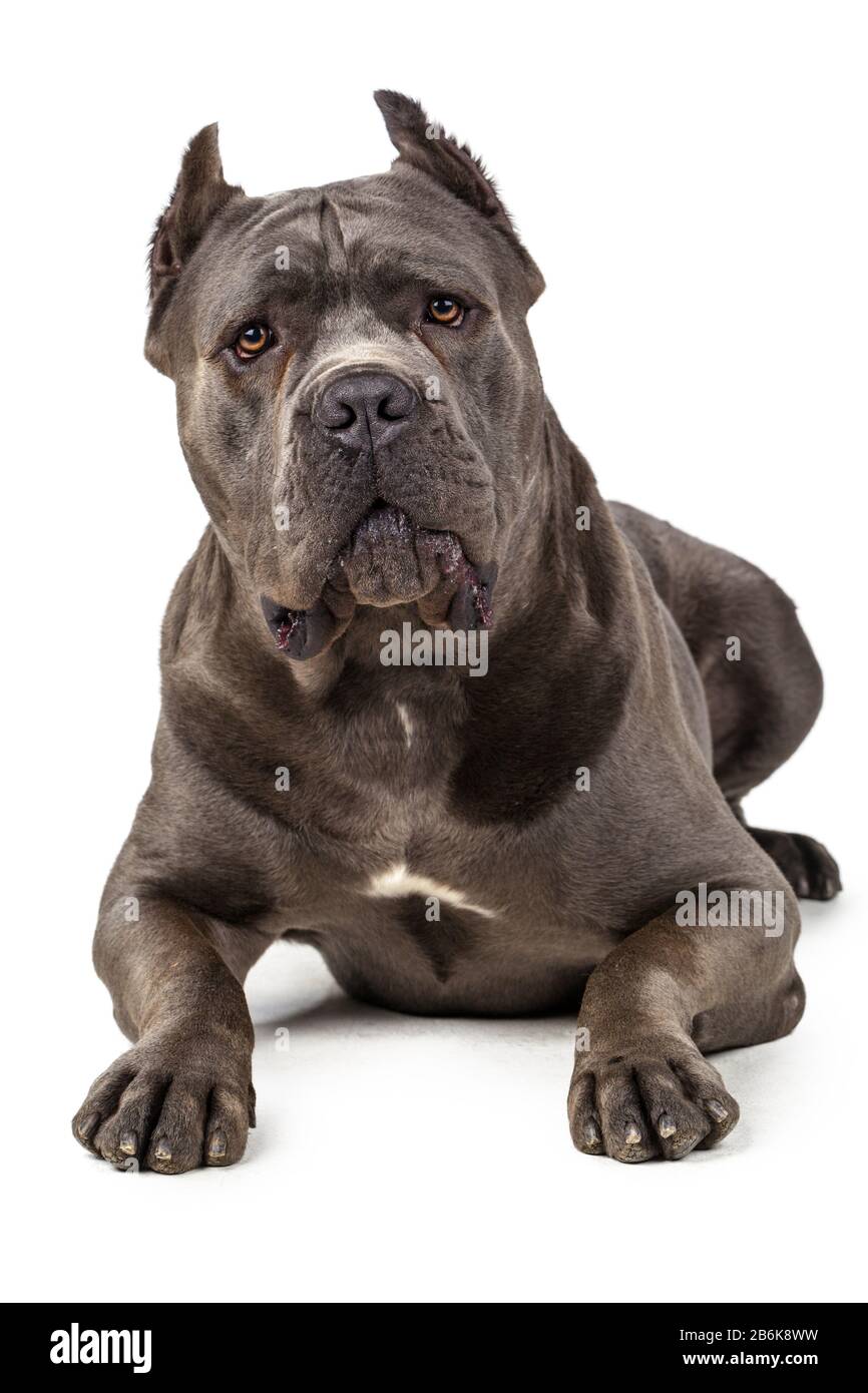 Cane Corso dog on white background creative photo Stock Photo - Alamy