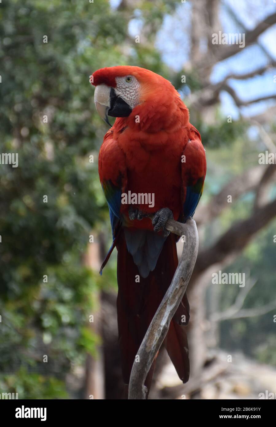 Pretty parrot bird sitting at the end of a tree branch Stock Photo - Alamy