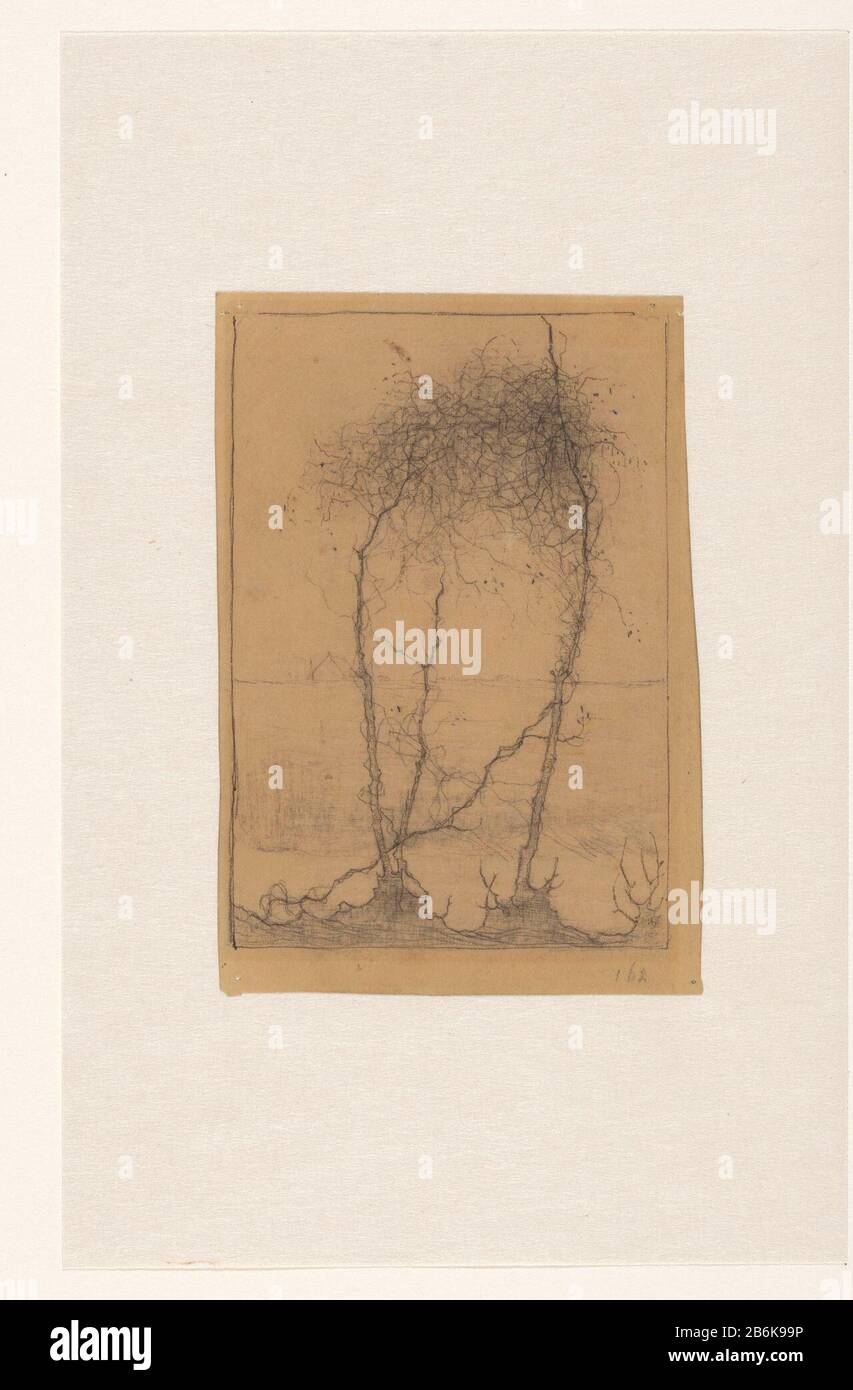 Three entwined tree trunks on the water Three entwined tree trunks ...