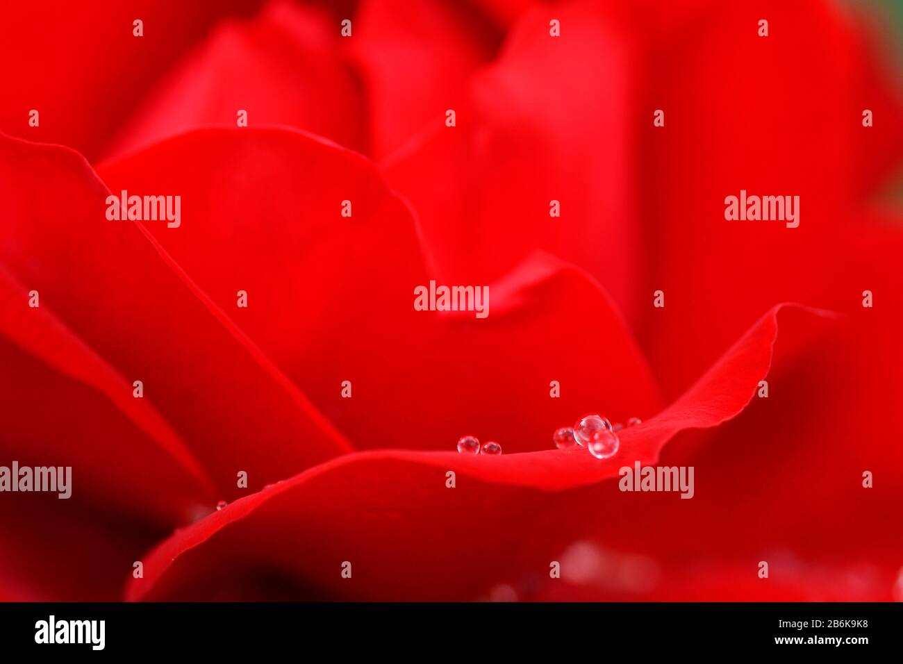a rose with drops of water Stock Photo - Alamy