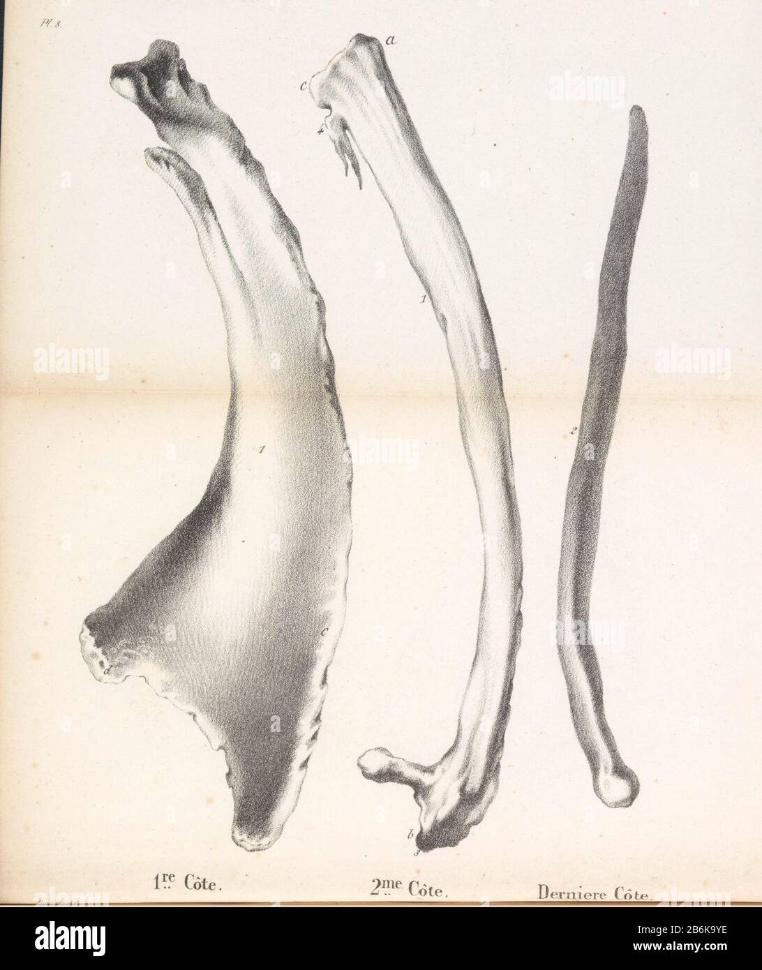 Three ribs whale. Illustration in a publication on the whale stranded ...