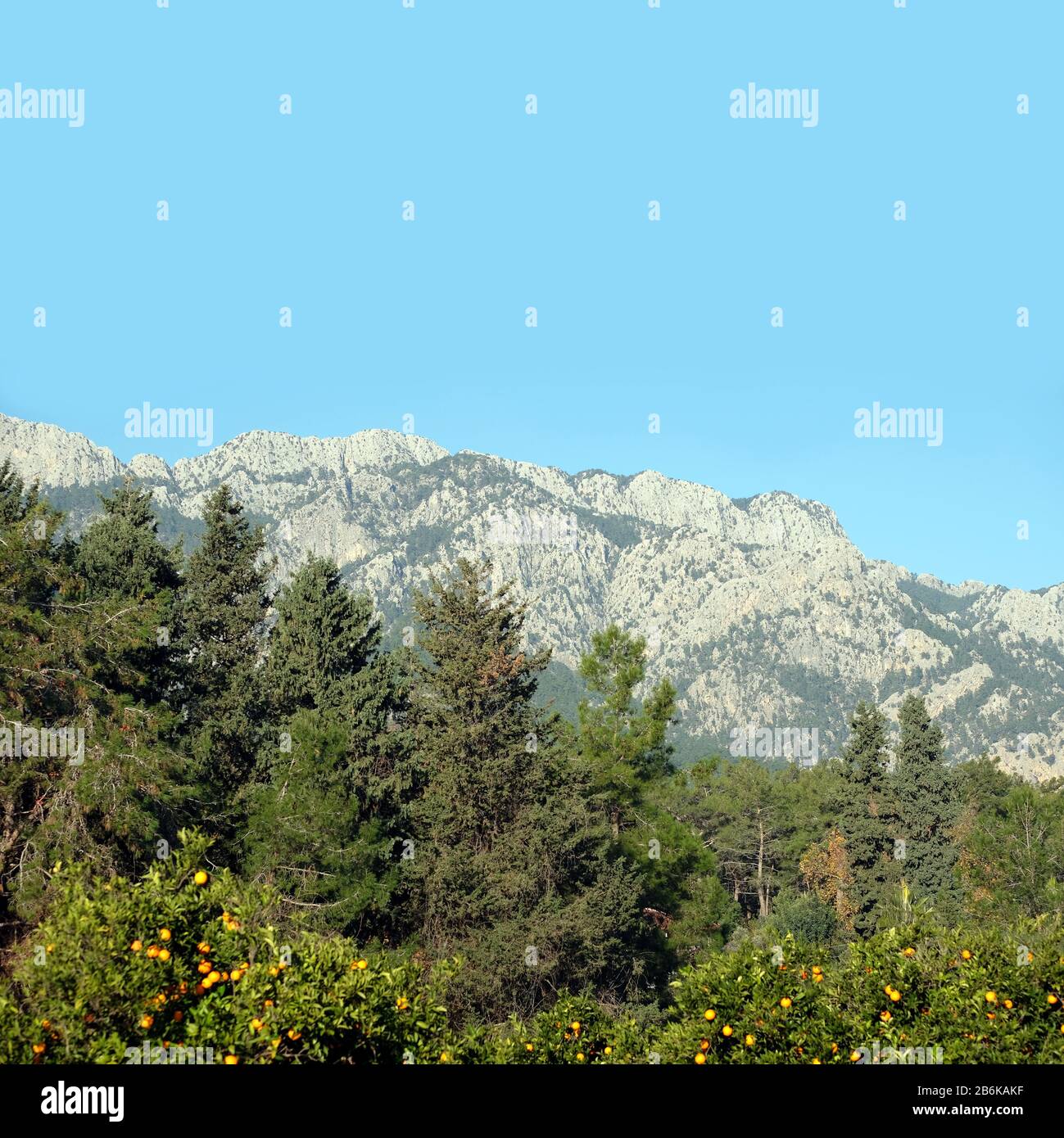 Landscape with high mountains with mountain pines on the slopes under ...