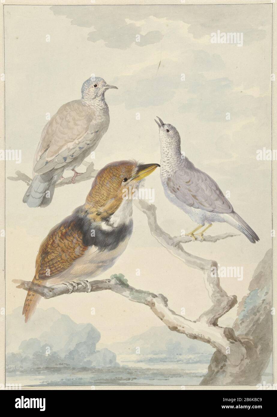 Three birds, two Inca Doves and a collared beard cuckoo Three birds ...