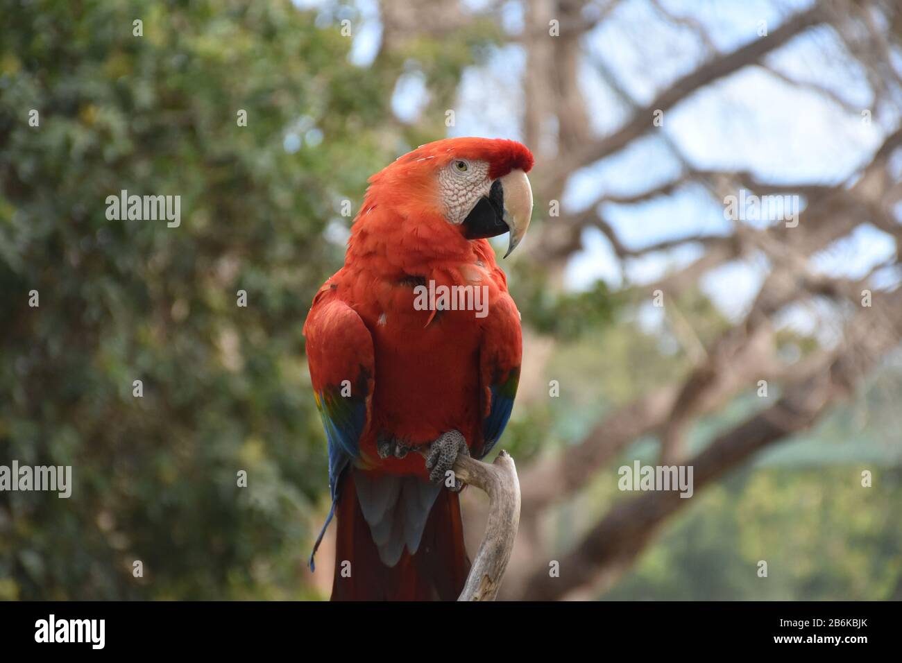Red scarlet macaw with a hooked beak on a branch Stock Photo - Alamy