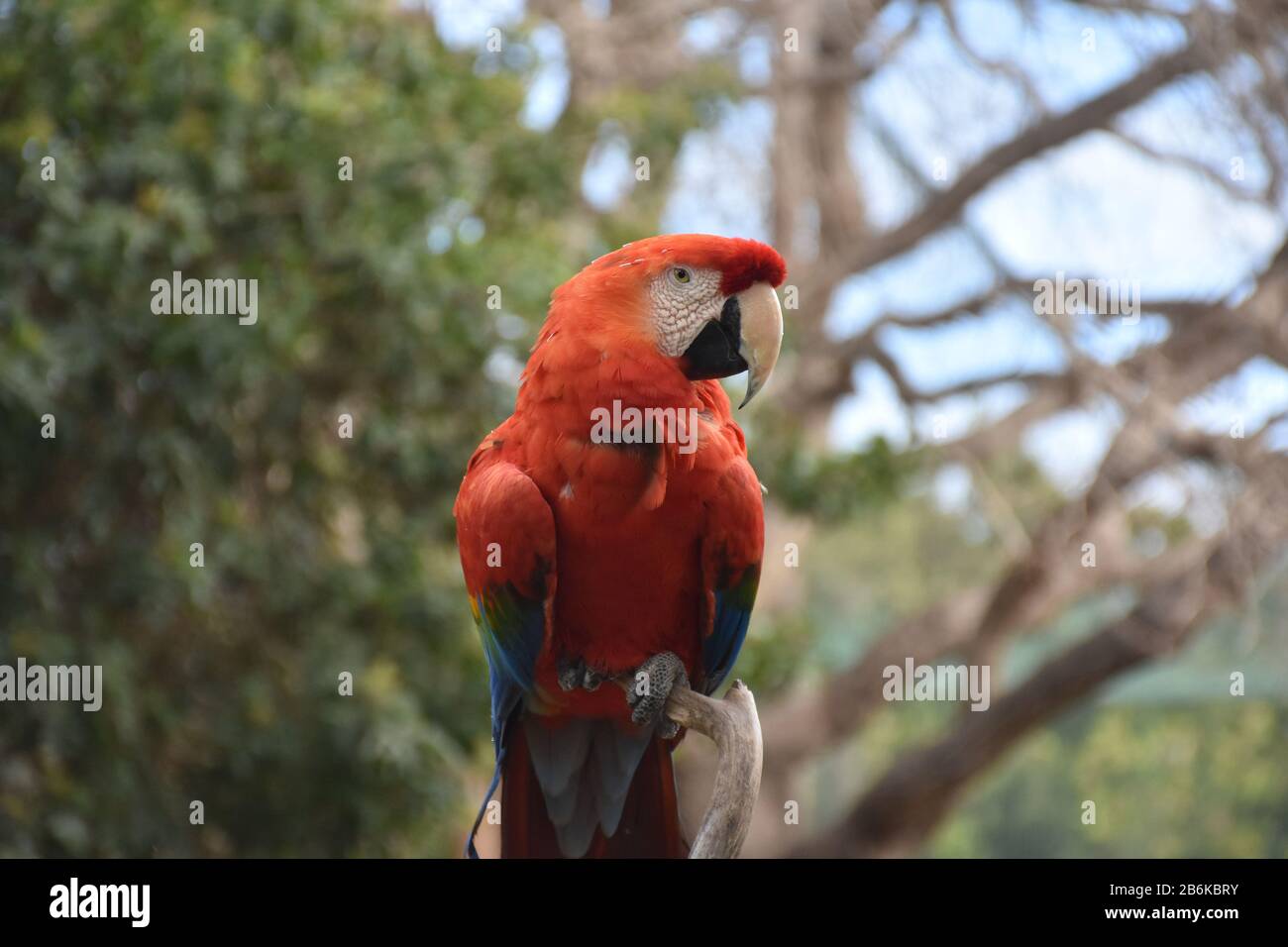 Red macaw bird sitting on a tree branch Stock Photo - Alamy
