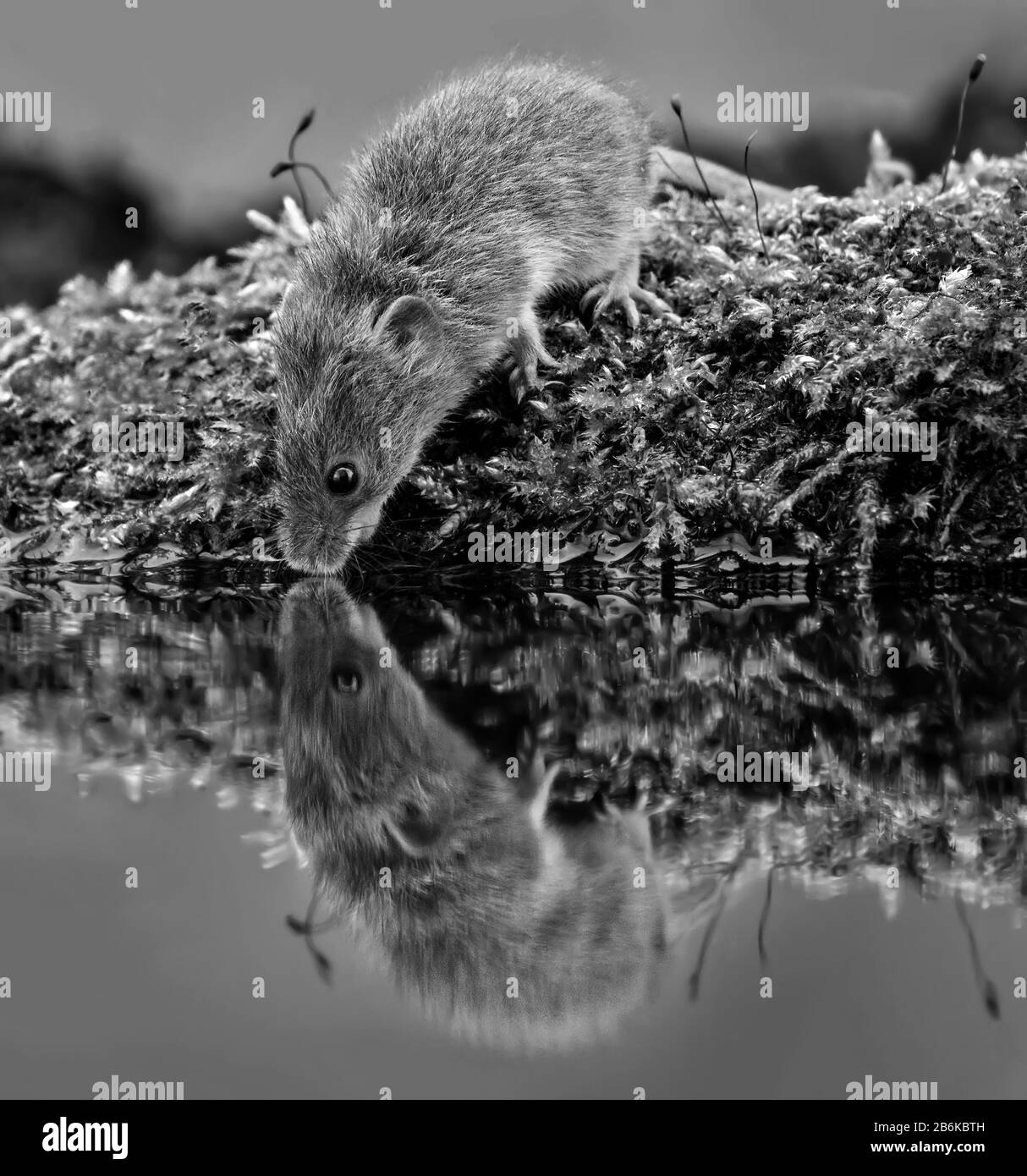 Harvest Mice (Micromys minutus) in a reflection pool Stock Photo - Alamy