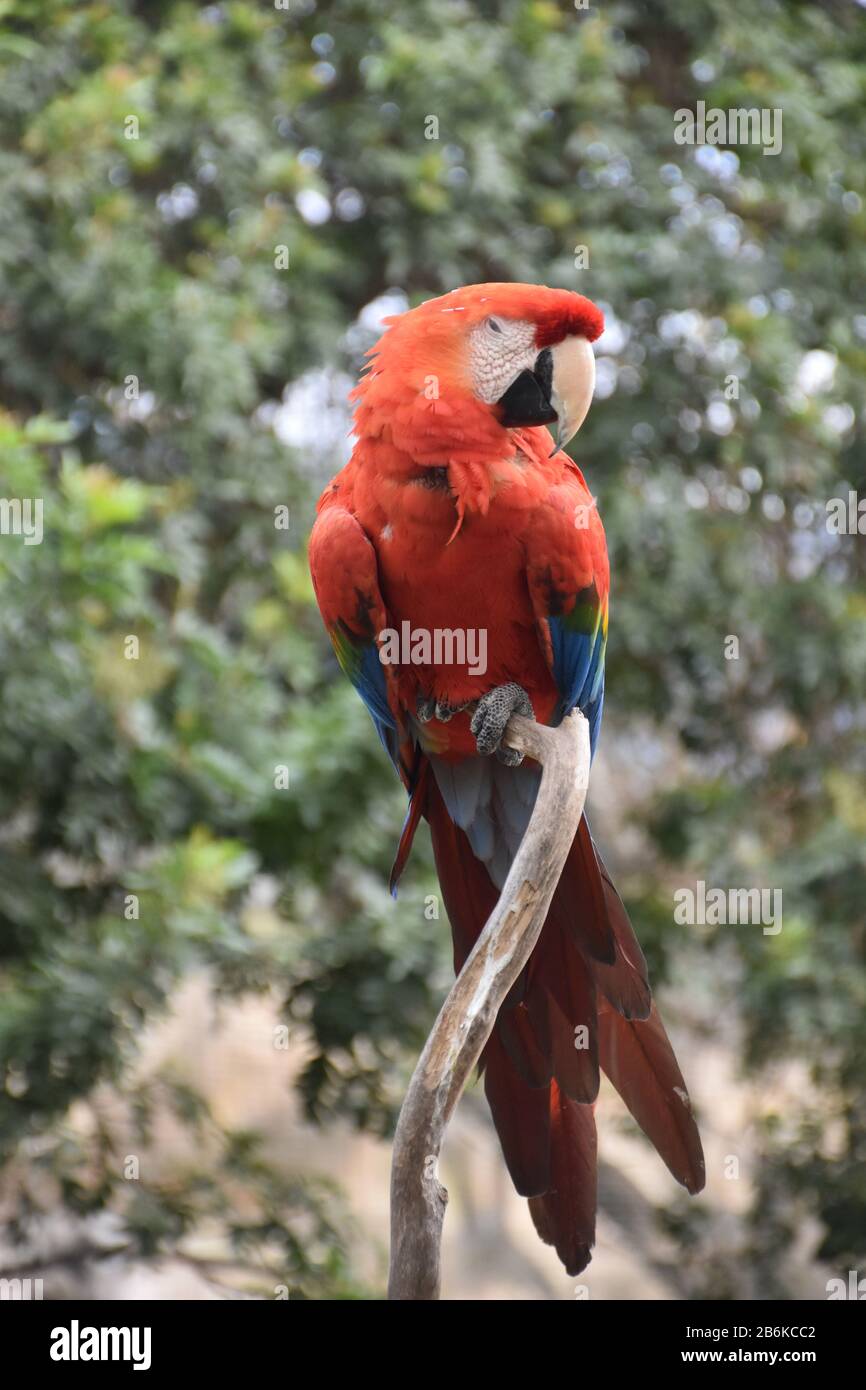 Scarlet Macaw Sitting