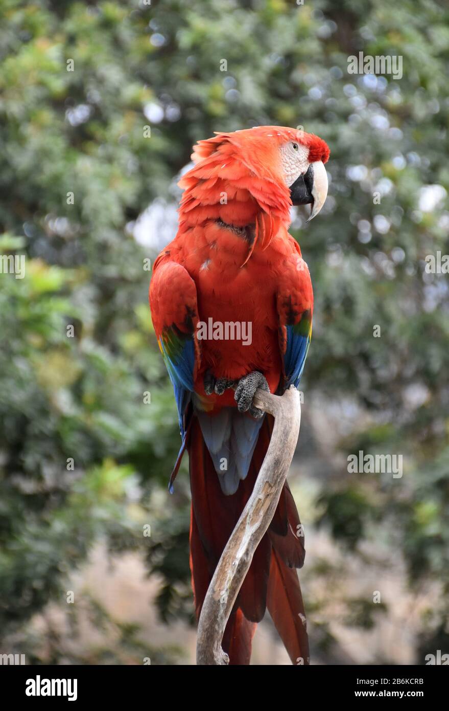 Beautiful perched scarlet macaw bird on a tree branch Stock Photo - Alamy