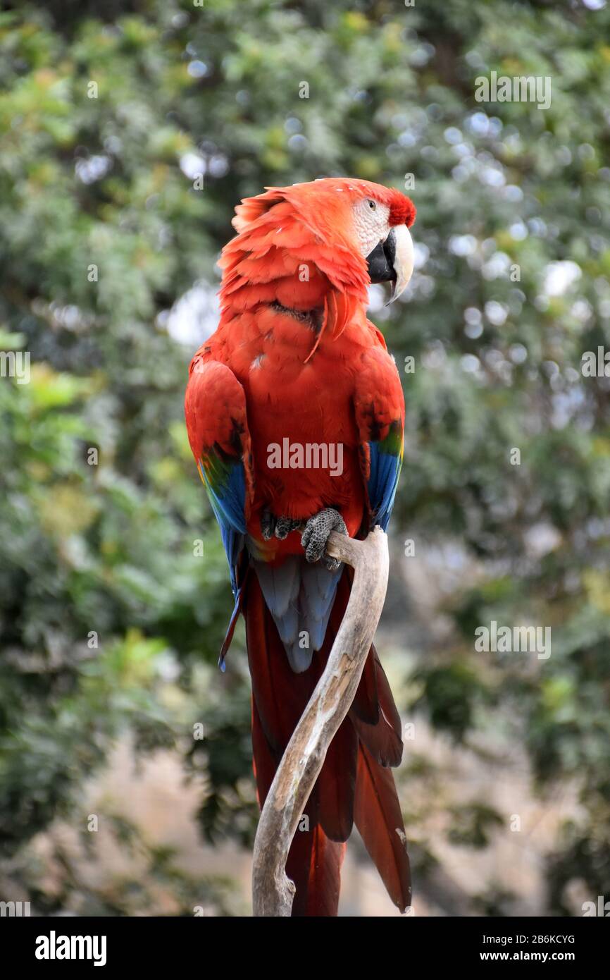 Stunning colorful parrot with his head turned Stock Photo - Alamy